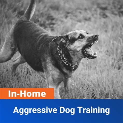 Aggressive Dog Training | Off Leash K9 Training of Seattle