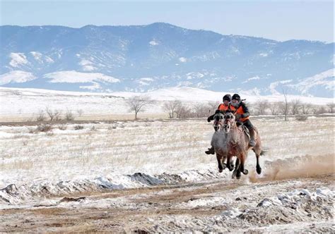 Зөвшөөрөлгүй хурдан морины уралдааны үеэр 12 настай хүүхэд унаж бэртжээ