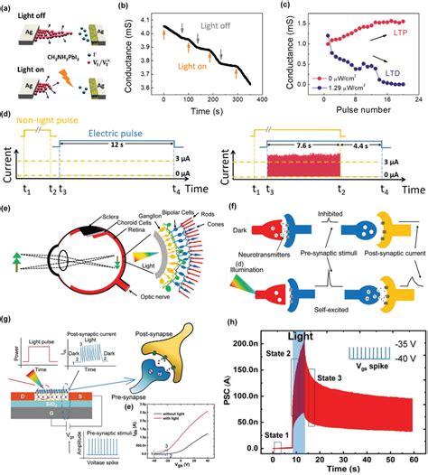 A Illustration Of Light‐tunable Synaptic Behaviors In Perovskite‐based