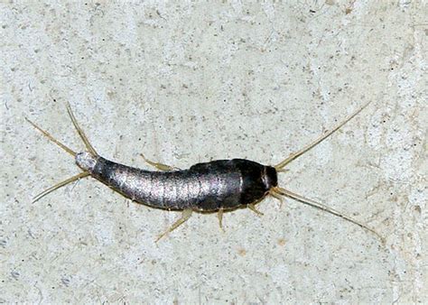 Silverfish
