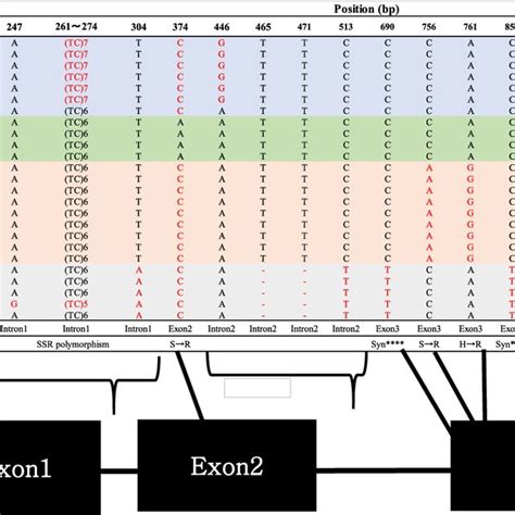 Sequence Alignment From The Start Codon To The Stop Codon Of The SvLes1 Download Scientific