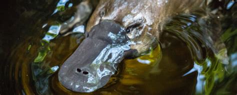 Scientists Just Solved A 100 Million Year Old Mystery About Platypus Sex Sciencealert