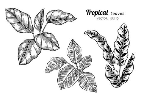 Forest Outline Vector Art Icons And Graphics For Free Download