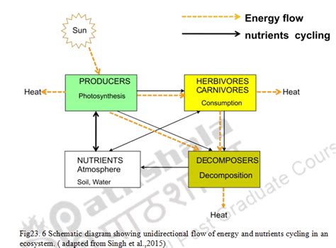 Ecosystem Structure And Functions Ecosystem Structures Functions