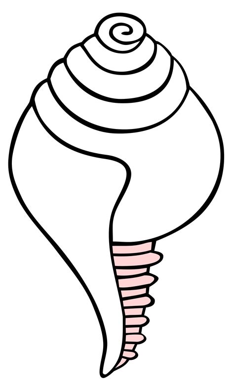 Conch Shell Line Drawing Free Download On Clipartmag
