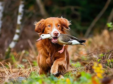 Nova Scotia Duck Tolling Retriever The Energetic Water Dog
