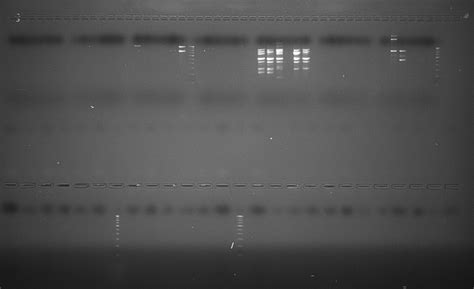 49 Questions With Answers In Rapd Pcr Scientific Method