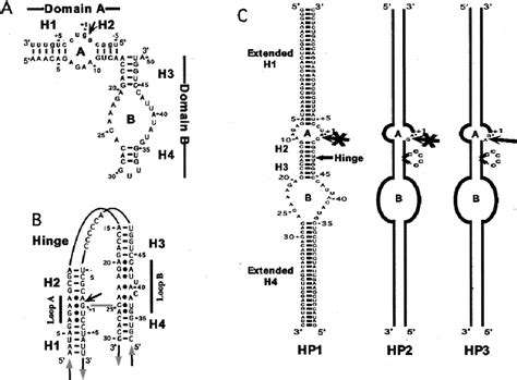 Structure Of The Hairpin Ribozyme A Primary And Secondary Structure
