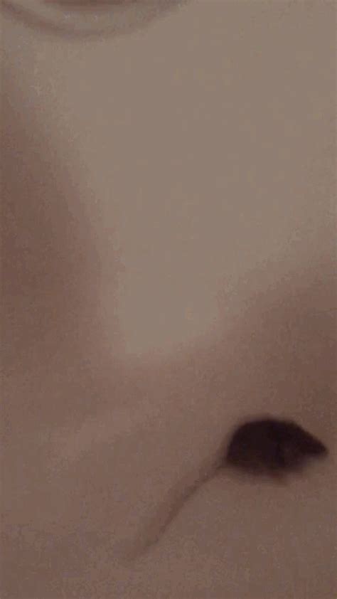 This Mouse Politely Helped Humans Catch Him