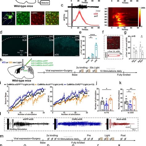 Subicular Pyramidal Neurons Control The Generalization Of Hippocampal Download Scientific