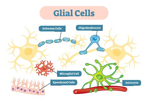 Find Out What Glial Cells Are What Roles They Play In Your Brain And Nervous System And What