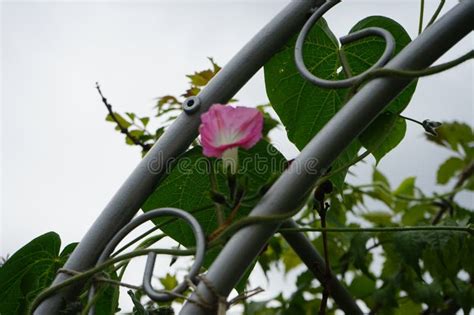 Ipomoea Purpurea Tickle Me Pink Blooms In Autumn Berlin Germany Stock Image Image Of Plant
