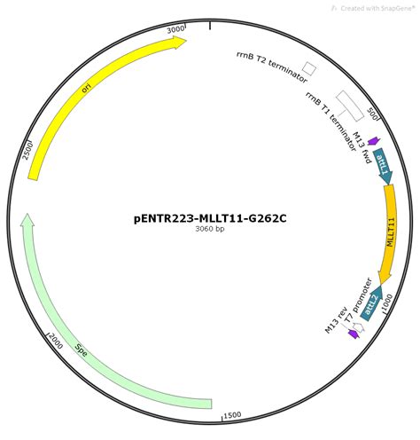 Pentr223 Mllt11 G262c Plasmid Pentr223 Mllt11 G262c Pentr223 Mllt11 G262c Plasmid Pentr223