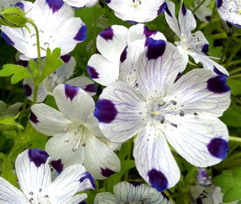 Nemophila Maculata Five Spot Seeds Nemophila Maculata Wildflower