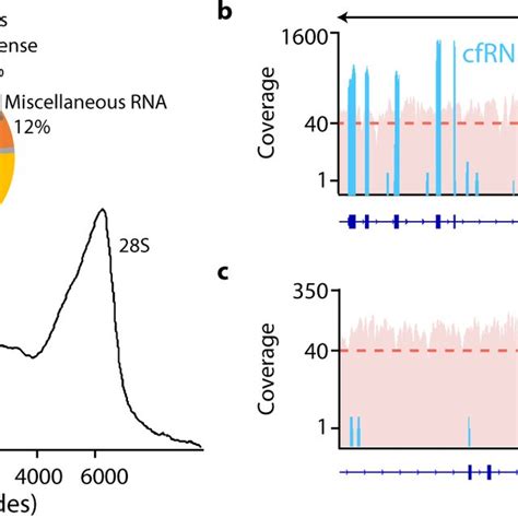 Analytical Characterization Of Cell Free Rna A Fragment Analyzer Download Scientific Diagram
