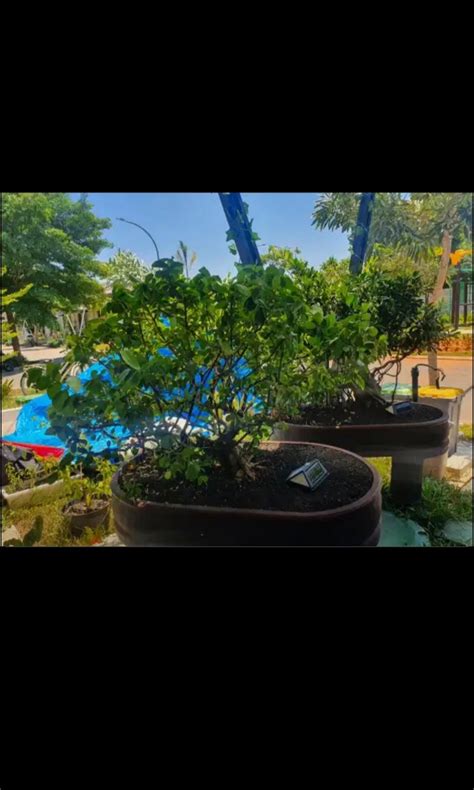 Bonsai Kimkit Dan Kimeng Perkebunan Di Carousell