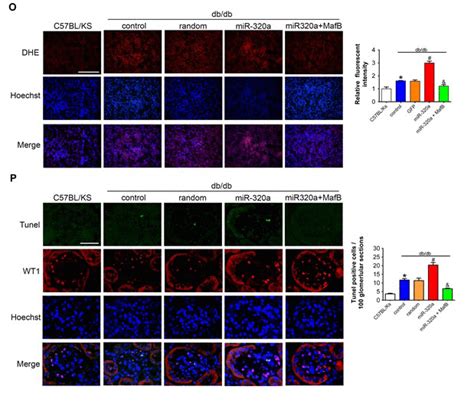 Correction For Mir 320a Induces Diabetic Nephropathy Via Inhibiting