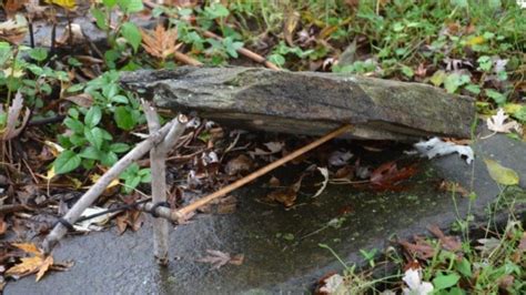 Survival Skills Make A Deadfall Trap Sportsmans Guide