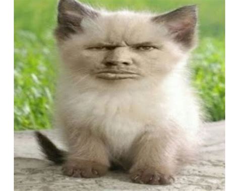 Create Meme Cat Evil Kitty Cat Pictures Meme