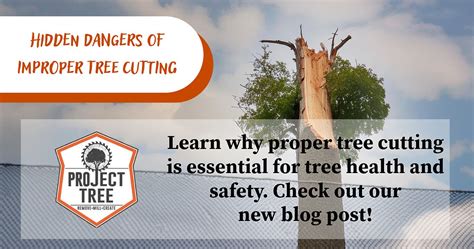 Understanding The Consequences Of Improper Tree Cutting Practices