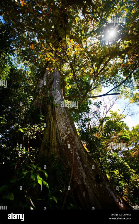 Giant Old Tree Stock Photo Alamy