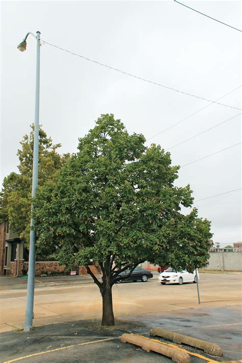 Durable™ American Linden Select Trees