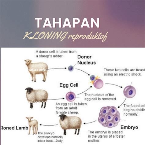 Apa Itu Kloning Reproduktif Info Menarik