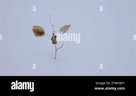 Aspen Sprout Stock Videos And Footage Hd And 4k Video Clips Alamy