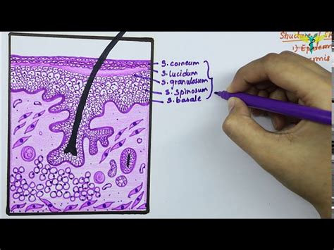 Skin Histology Diagram