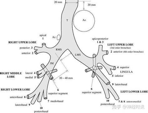 呼吸系统 精品解剖图 知乎