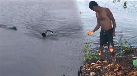 Alligator Attacks A Swimmer In A River