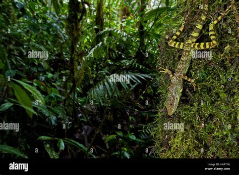 Equatorial Anole Anolis Aequatorialis Camouflaged On Mossy Tree Trunk
