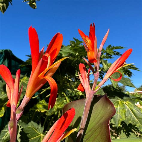 Canna Edulis Qld Arrowroot ‘rojo Edible Jungle Nursery