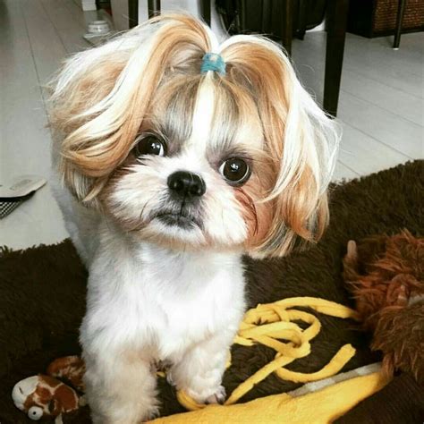 Hairstyles For Shih Tzu Puppies Summer Beach Hairstyles