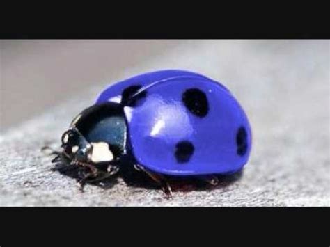 Real Blue Ladybugs