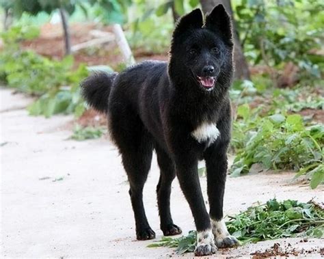 中华田园犬图鉴 重新认识“土狗” 知乎