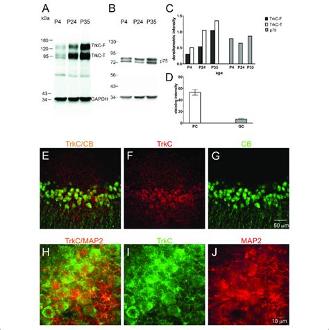 Trkc And P75 Ntr Protein Levels In The Developing Cerebellum Of The