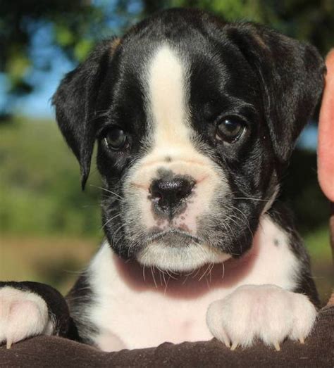 Brindle Female Litter K Boxer Puppies Nordom Kennel