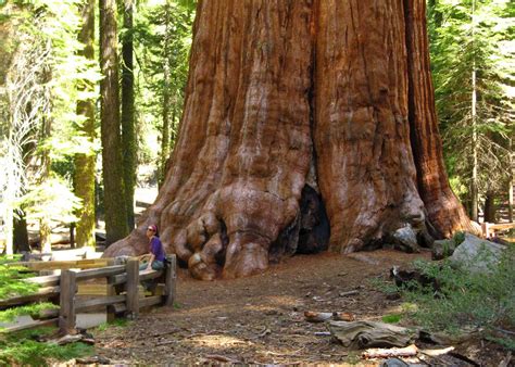 Visit Sequoia National Park In The Usa Audley Travel Ca