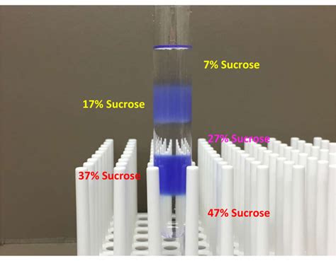 Polysome Profiling Without Gradient Makers Or Fractionation Systems