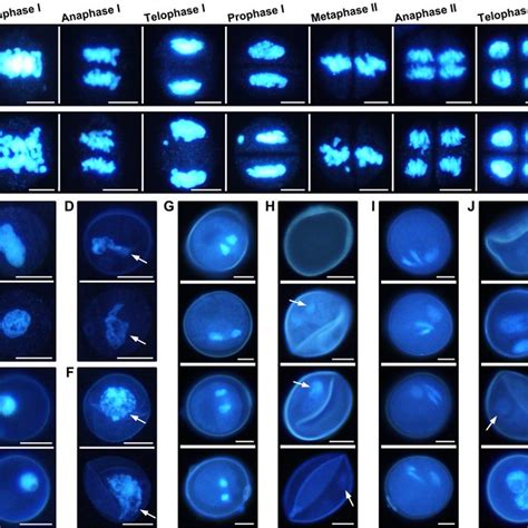 Dapi Stained Showing Microspore Development Of Untreated And Chemical Download Scientific