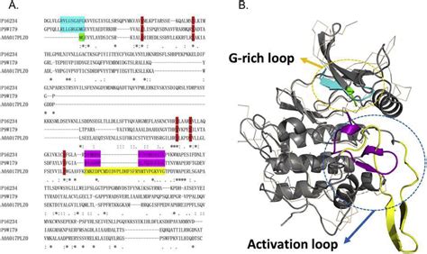 a multiple sequence alignment for three kinase domains from human