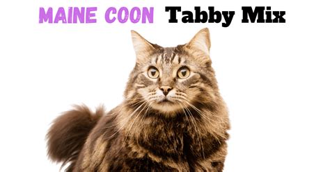 Getting To Know The Maine Coon Tabby Mix A Comprehensive Breed Breakdown