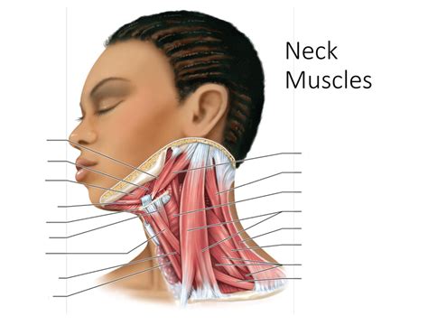 Neck Muscles Diagram Quizlet