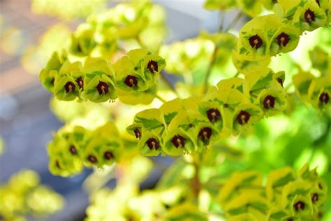緑の花36種、春夏秋冬ごとに花言葉を添えて。木の花や珍しい種類も Lovegreenラブグリーン
