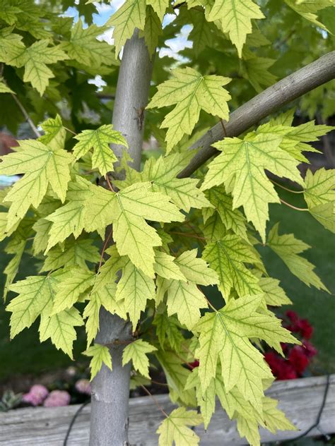 Tree Problem R Gardening