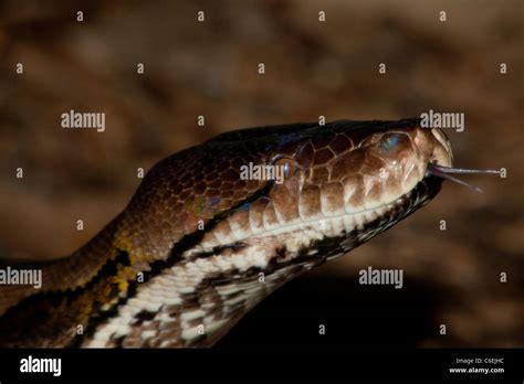 Recticulated Python Python Reticulatus Stock Photo Alamy