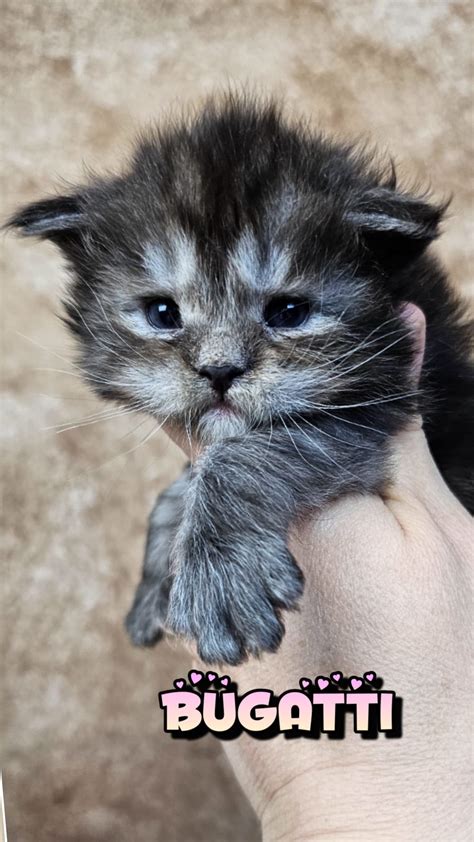 Bugatti Royal Kingdom