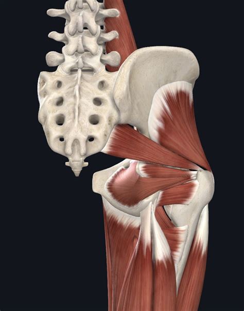 Hip Replacements Partial Vs Total Jaco Rehab