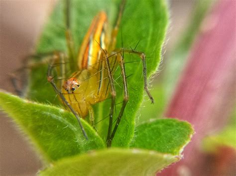 Laba Laba Dedaunan Tanaman Photo Gratuite Sur Pixabay Pixabay